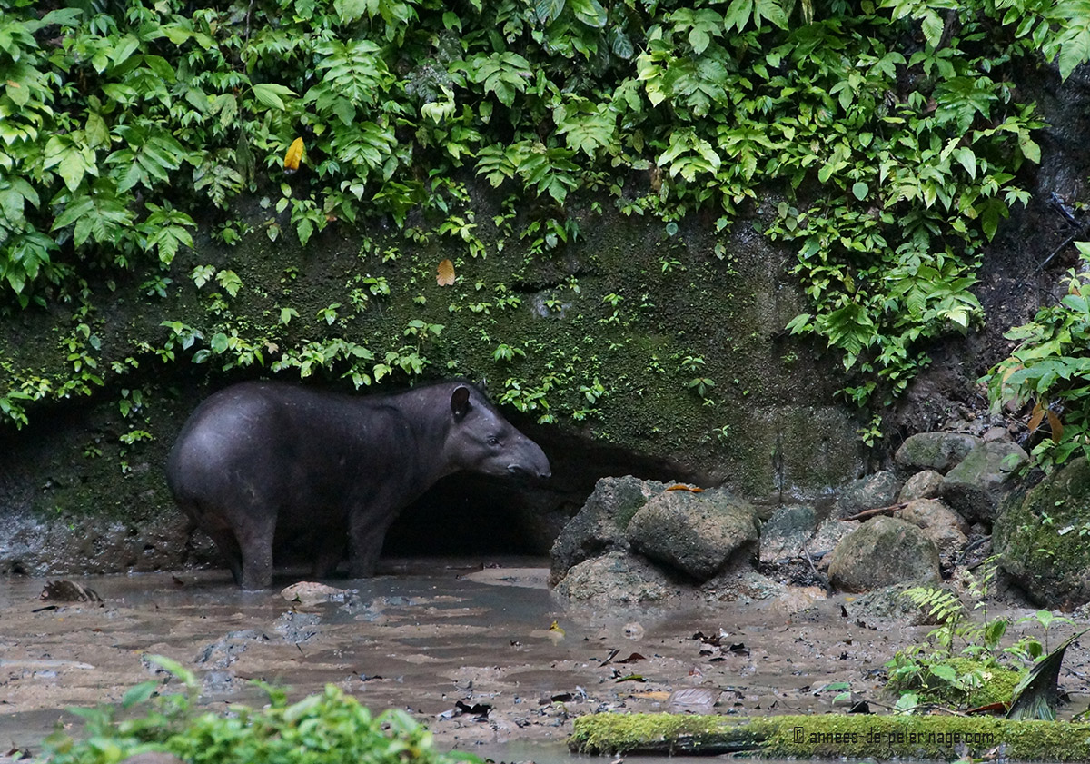 Tapir: How to see one in the Amazon rain forest of Ecuador