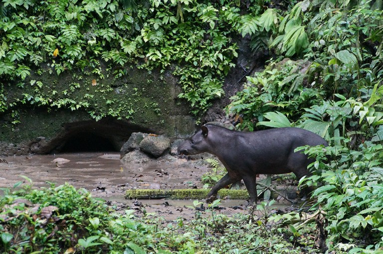 Tapir: How to see one in the Amazon rain forest of Ecuador