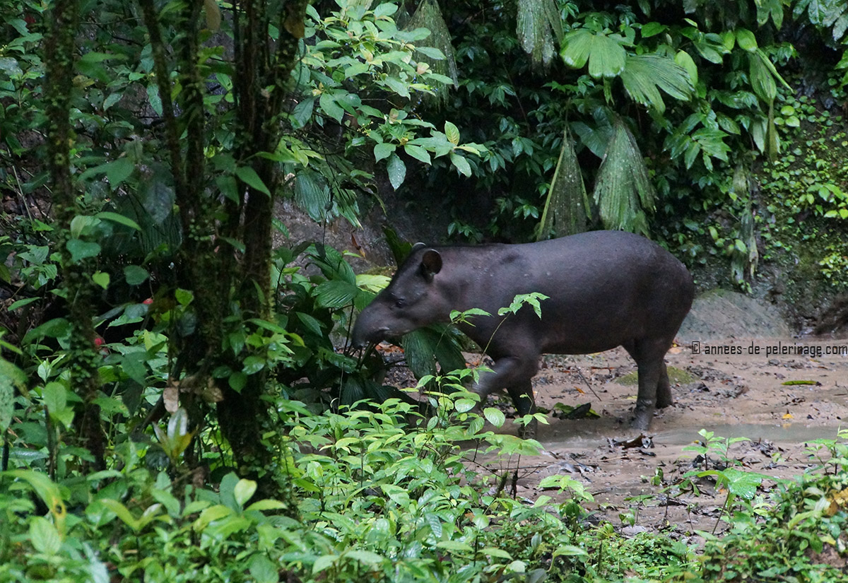 Tapir: How to see one in the Amazon rain forest of Ecuador
