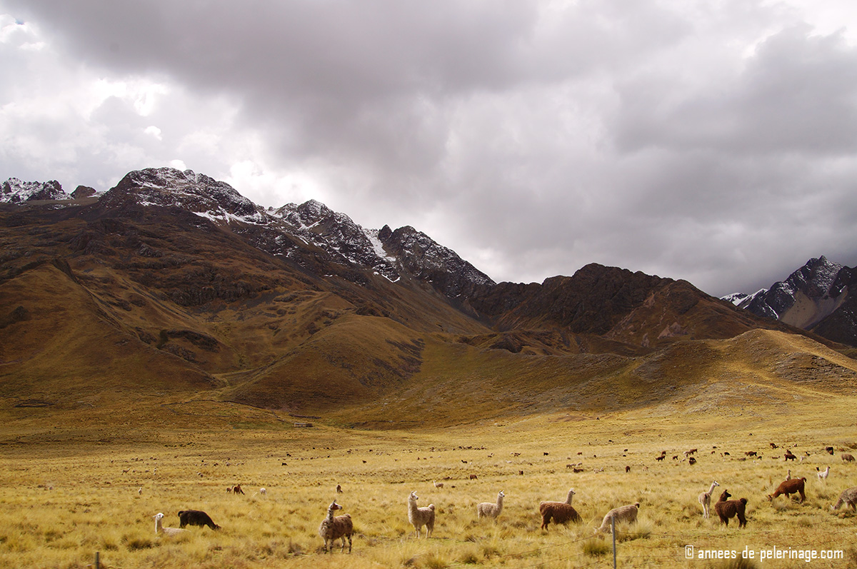 Andean Explorer - A Review of the Luxury Train
