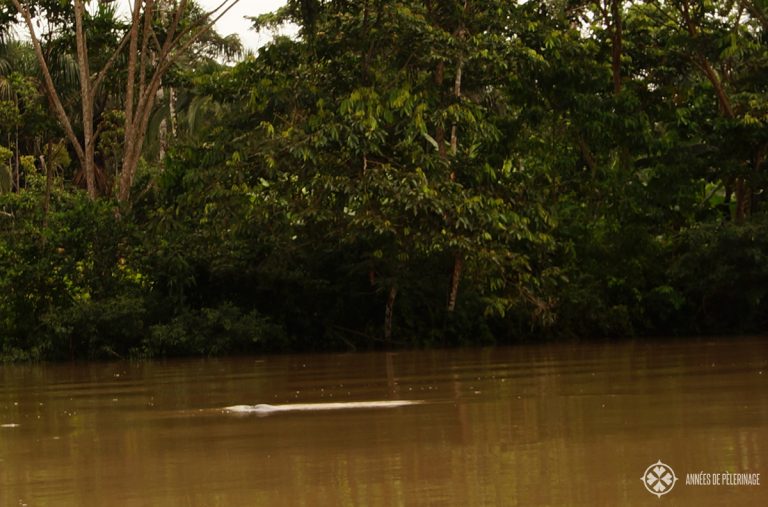 Pink amazon river dolphin - how to see them in Ecuador