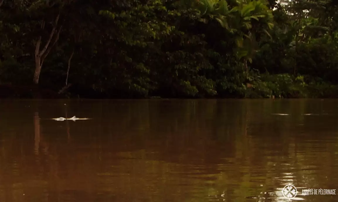 Pink amazon river dolphin - how to see them in Ecuador