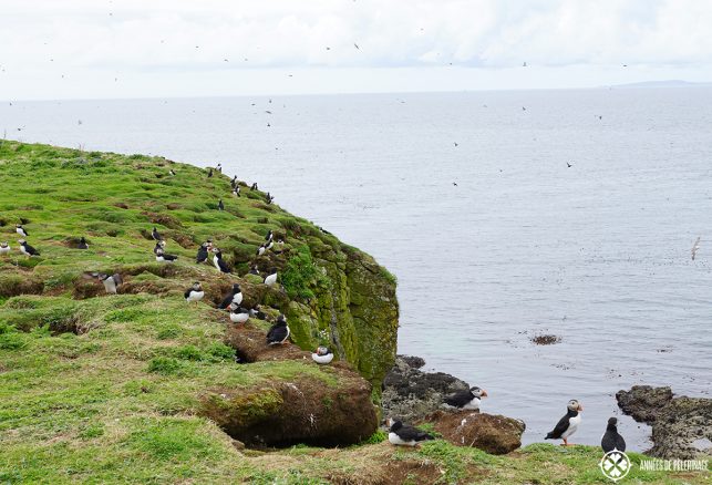 Visiting the Puffin Colony on Lunga, Scotland [a travel guide]