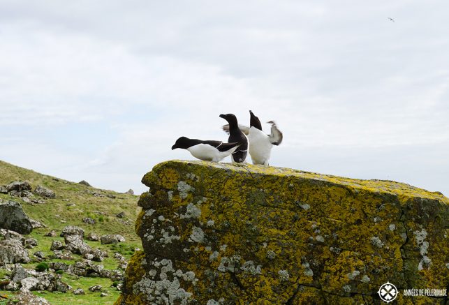 Visiting the Puffin Colony on Lunga, Scotland [a travel guide]