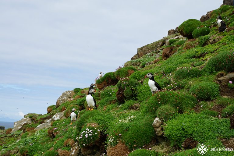 Visiting the Puffin Colony on Lunga, Scotland [a travel guide]