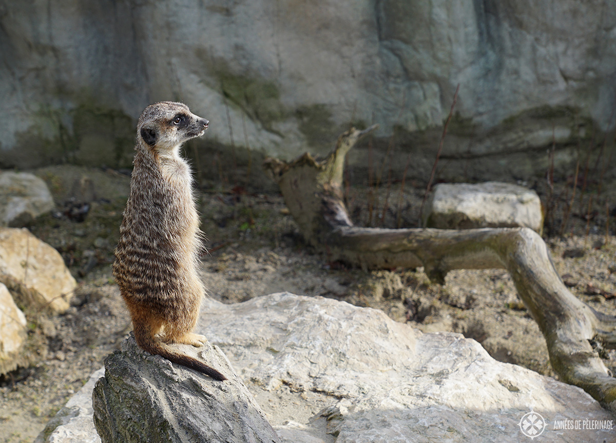 50 best things to do in Munich, Germany | A local's travel guide