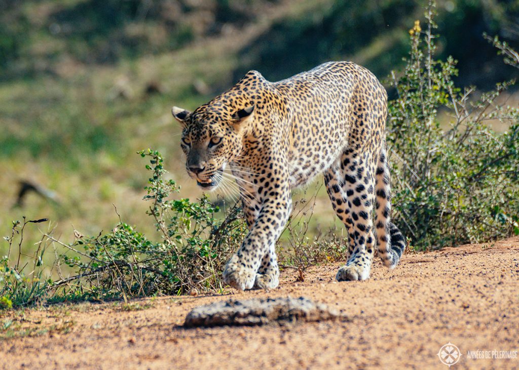 The Ultimate Sri Lanka Safari Guide how To See A Leopard 