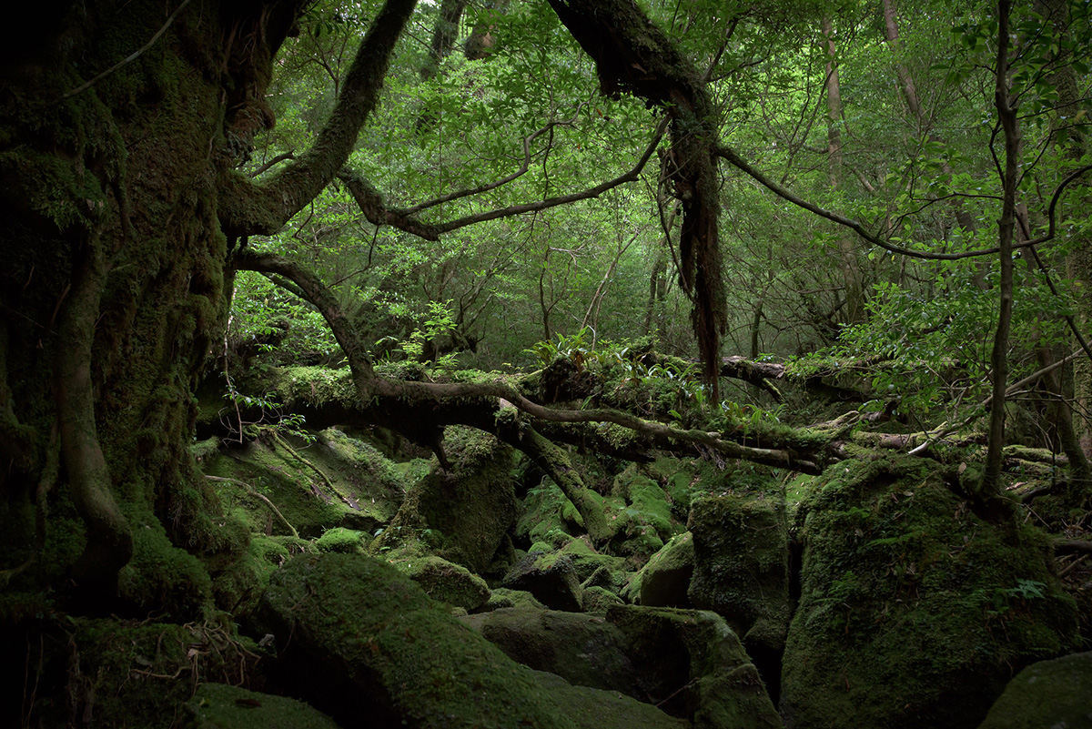 20 unique Japan highlights you need to visit on your next trip!